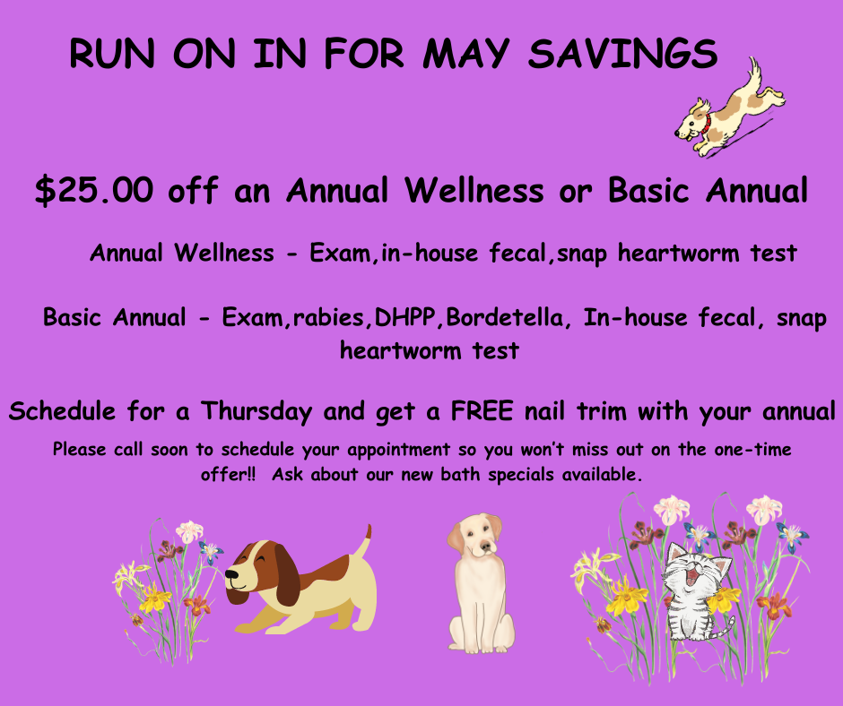 Veterinarian in Gainesville, GA | Lance Animal Hospital